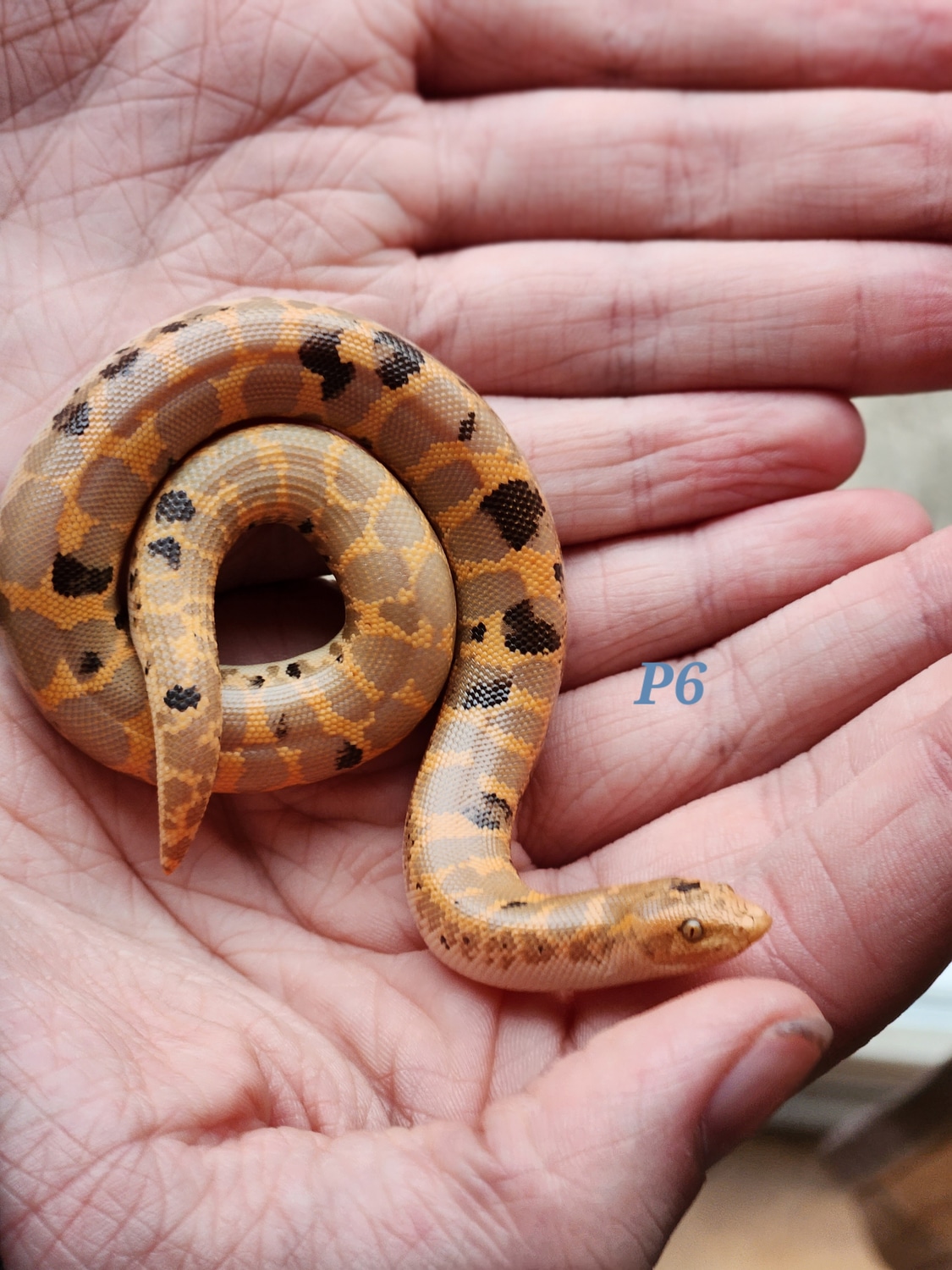 Paradox Albino Kenyan Sand Boa by Miller's Exotics - MorphMarket