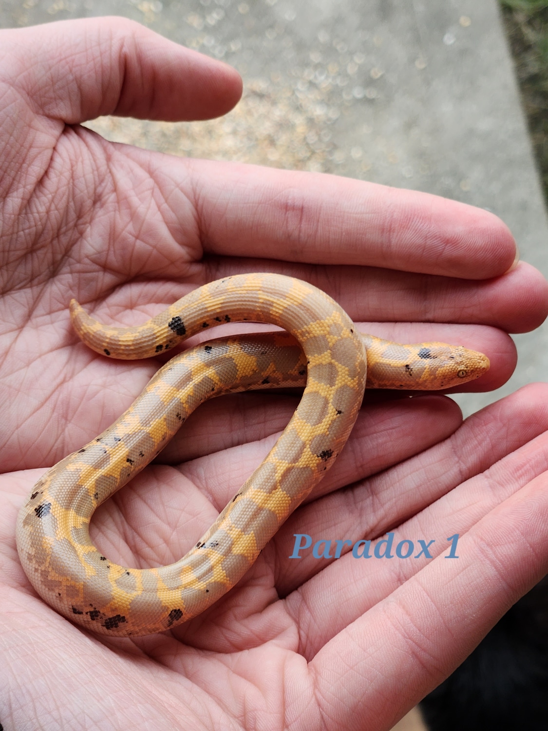 Paradox Albino Kenyan Sand Boa by Miller's Exotics - MorphMarket