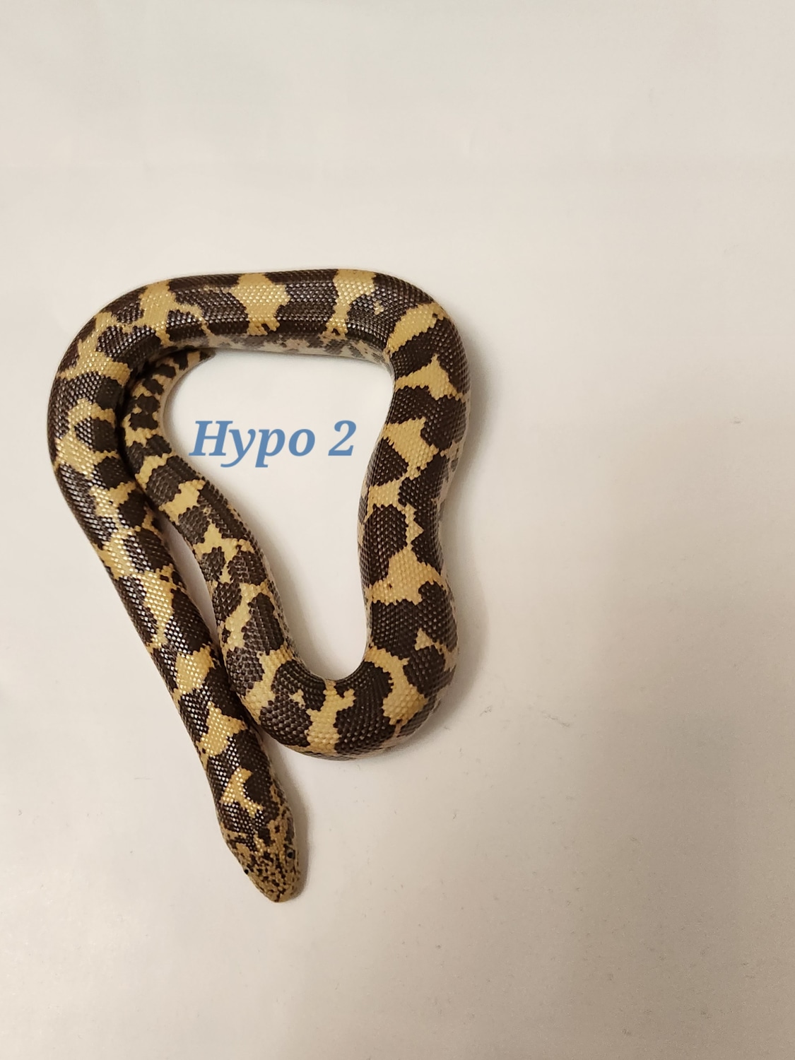 Hypo Normal Het Snow Kenyan Sand Boa by Miller's Exotics - MorphMarket