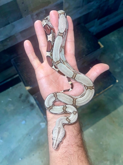CBB Suriname BC - 2023 Female True Red-Tailed Boa Constrictor by LBH ...