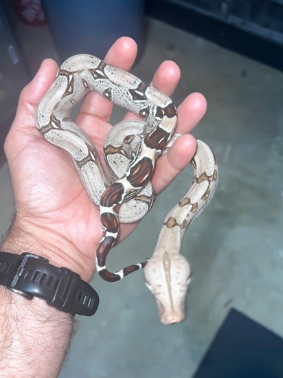 CBB Suriname BC - 2023 Female True Red-Tailed Boa Constrictor by LBH ...