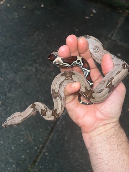CBB Suriname BC - 2023 Male True Red-Tailed Boa Constrictor by LBH ...