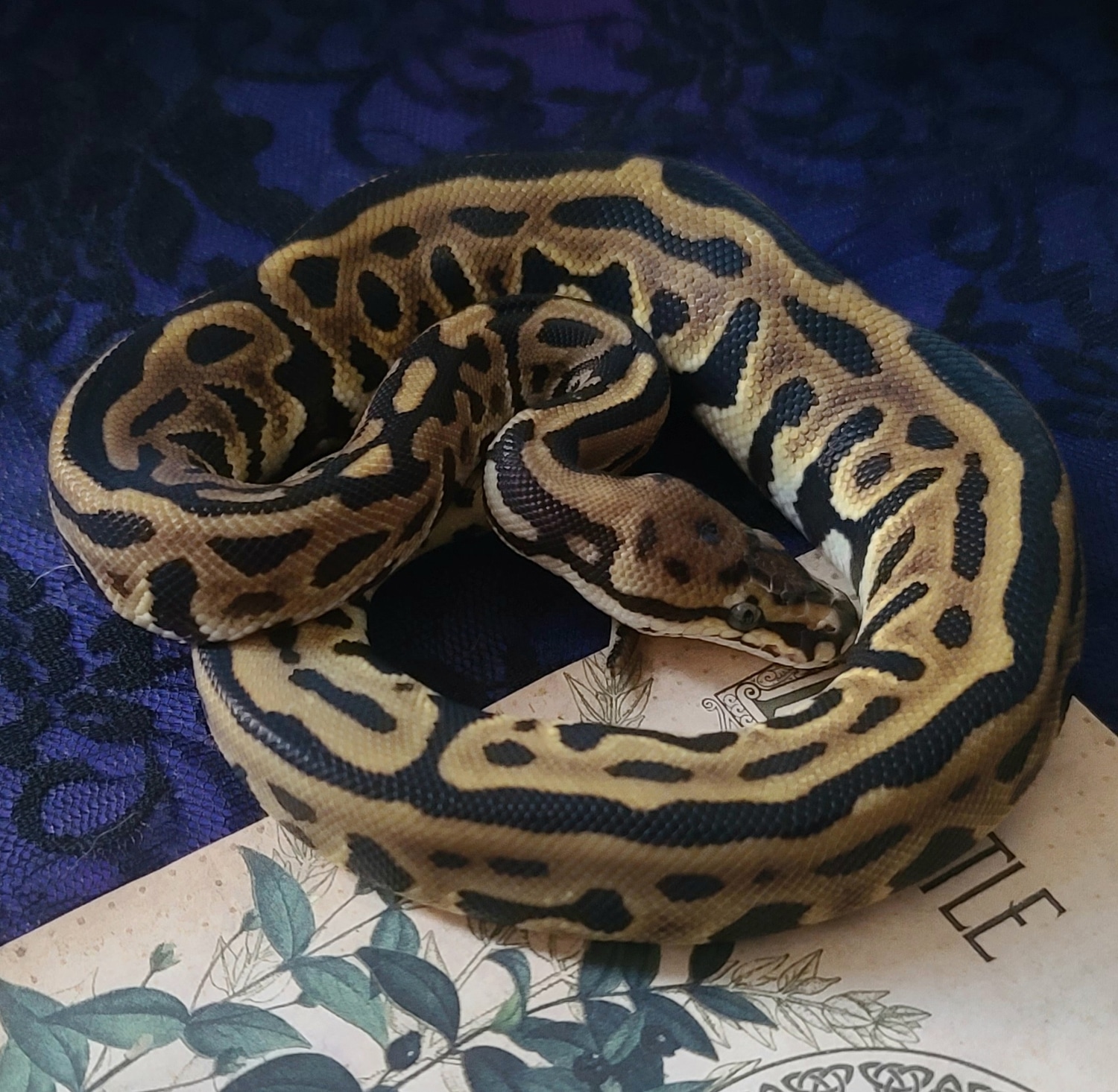 Leopard Spotnose 100% Het Axanthic 100% Het Clown Ball Python by ...