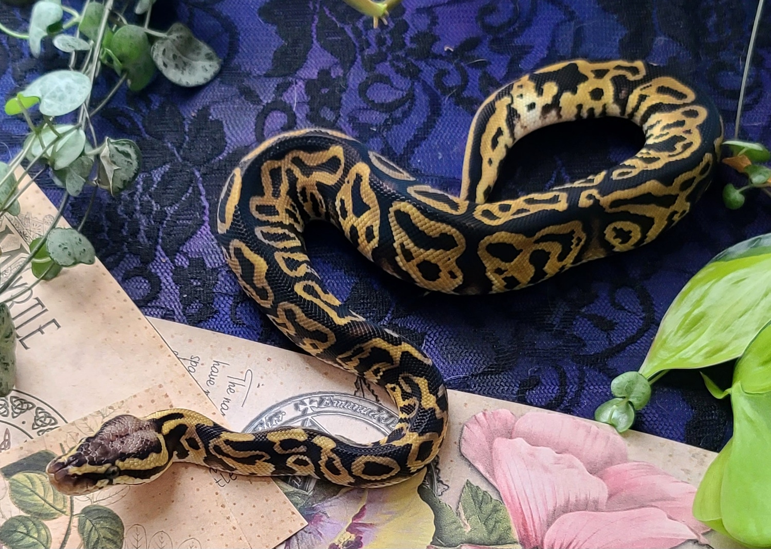 Pastel Leopard 100% Het Axanthic 100% Het Clown Ball Python by Moonlit Morphs - MorphMarket