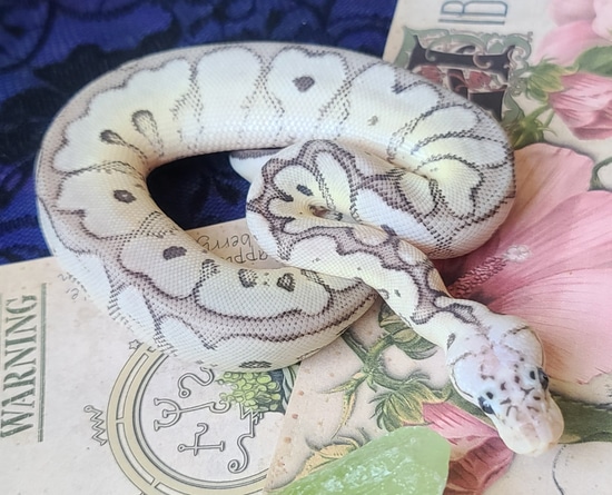 Super Pastel Axanthic (TSK) Clown Ball Python by Moonlit Morphs