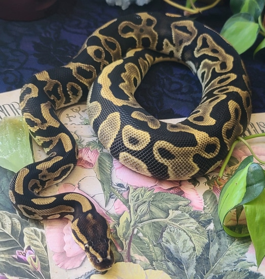 Leopard Het Axanthic (TSK) Het Clown Ball Python by Moonlit Morphs