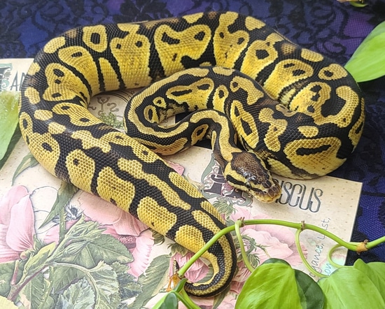 Pastel Het Axanthic (TSK) Het Clown Ball Python by Moonlit Morphs
