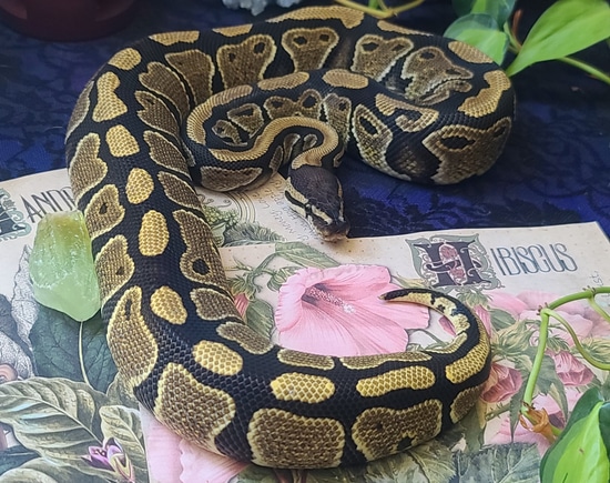 Jenny Ball Python by Moonlit Morphs