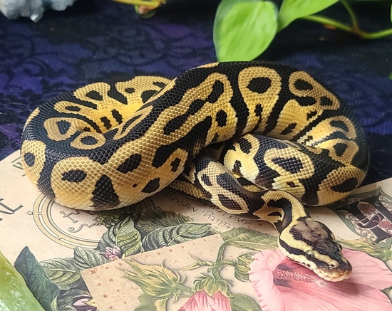 Pastel Leopard Het Axanthic (TSK) Het Clown Ball Python by Moonlit Morphs