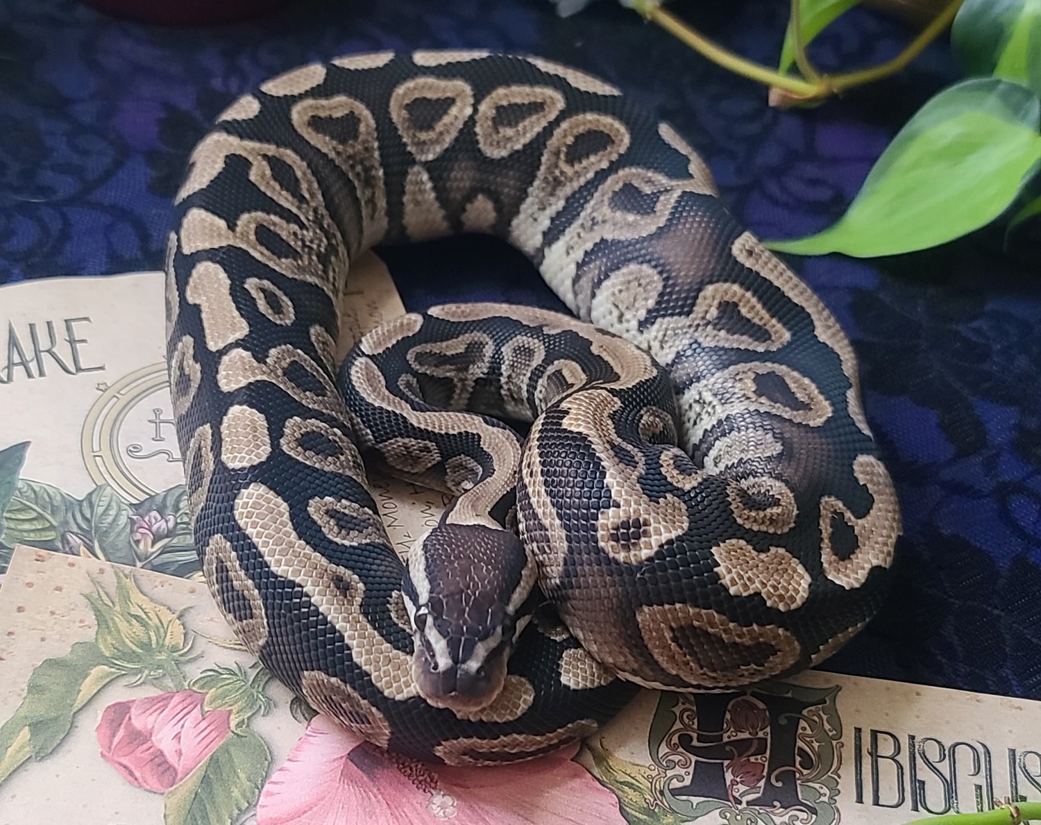 Moonlit Morphs's Collection - MorphMarket