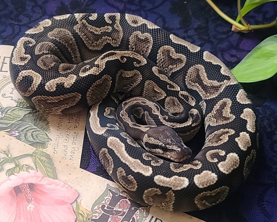 GHI Axanthic (TSK) Het Clown Ball Python by Moonlit Morphs