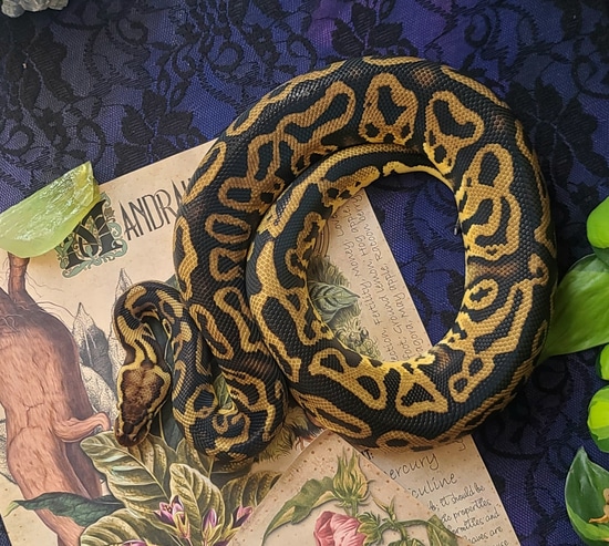 Pastel Leopard Het Axanthic (TSK) Het Clown Ball Python by Moonlit Morphs