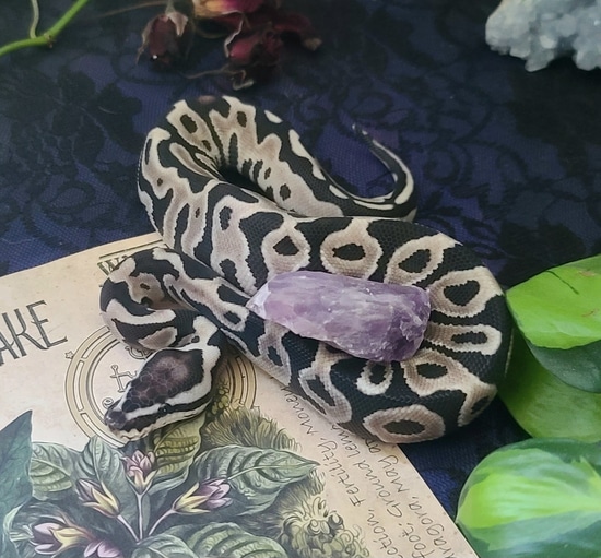 Leopard Axanthic (TSK) Ball Python by Moonlit Morphs