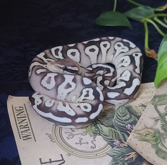Mojave Firefly Axanthic (TSK) Ball Python by Moonlit Morphs