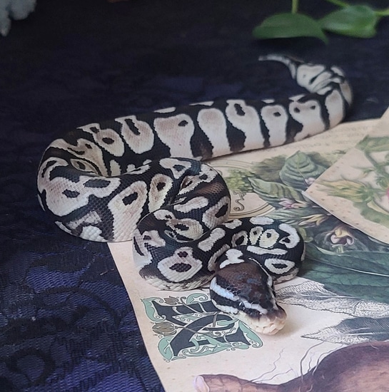 Pastel Axanthic (TSK) Ball Python by Moonlit Morphs