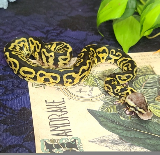 Pastel Leopard Het Axanthic (TSK) 66% Het Clown Ball Python by Moonlit Morphs