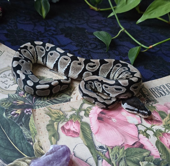 Axanthic (TSK) 66% Het Clown Ball Python by Moonlit Morphs