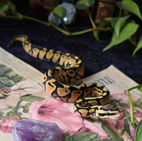 Pastel Het Axanthic (TSK) Het Clown Ball Python by Moonlit Morphs