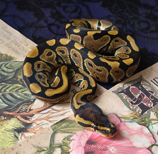 Het Hypo 66% Het Axanthic (TSK) 50% Het Clown Ball Python by Moonlit Morphs
