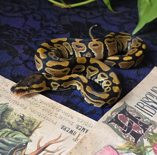 Het Hypo 66% Het Axanthic (TSK) 50% Het Clown Ball Python by Moonlit Morphs