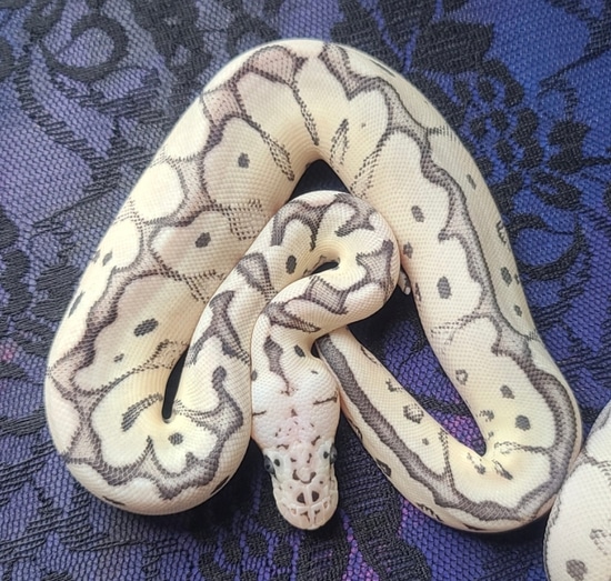 Wisp Ball Python by Moonlit Morphs
