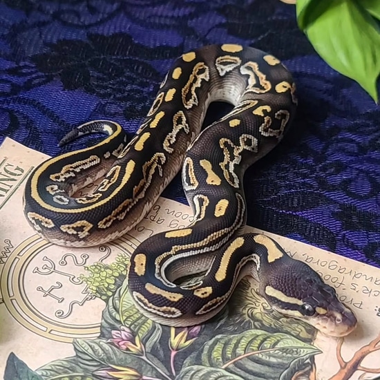 Morrigan Ball Python by Moonlit Morphs