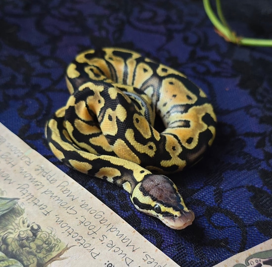 Pastel Het Axanthic (TSK) Het Clown Het Desert Ghost Ball Python by Moonlit Morphs