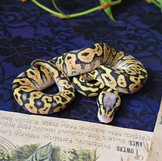 Super Pastel Het Axanthic (TSK) Het Clown Het Desert Ghost Ball Python ...