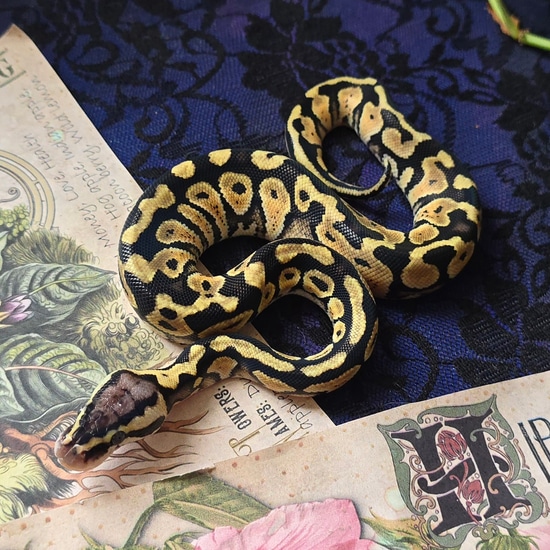 Pastel Het Axanthic (TSK) Het Clown Het Desert Ghost Ball Python by Moonlit Morphs