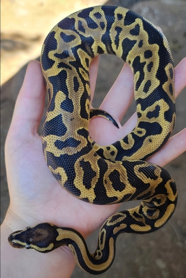 Leopard YB Het Pied Ball Python by Moonlit Morphs
