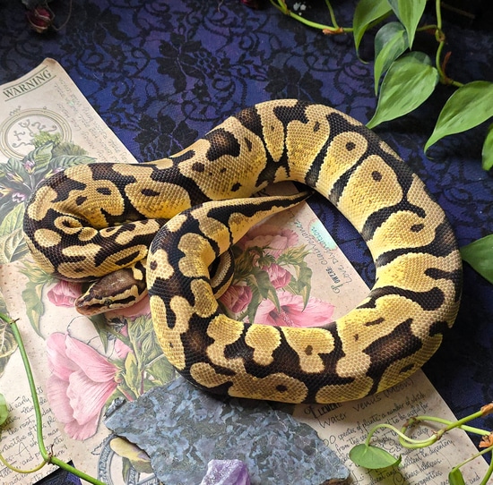 Pastel Het Puzzle Ball Python by Moonlit Morphs