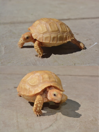 Ivory Sulcata Tortoise by The Ivory Sanctuary