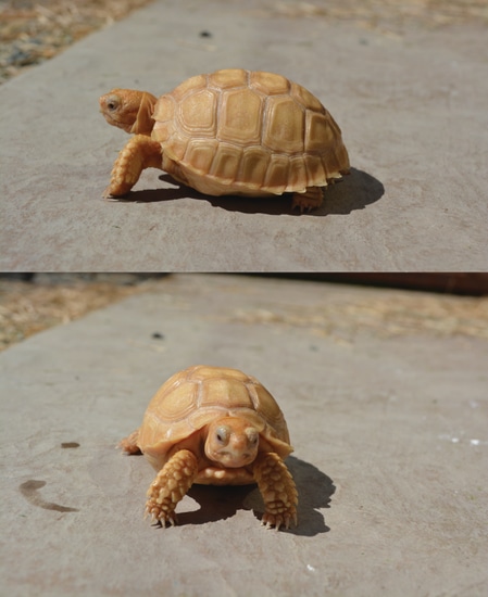Ivory Sulcata Tortoise by The Ivory Sanctuary