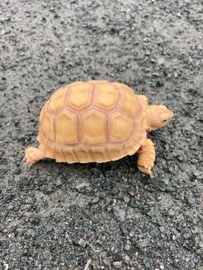 Ivory Sulcata Tortoise by The Ivory Sanctuary
