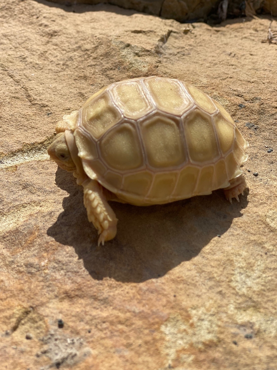 Baby Ivory Sulcata Tortoises Spurred Tortoise by The Ivory Sanctuary ...