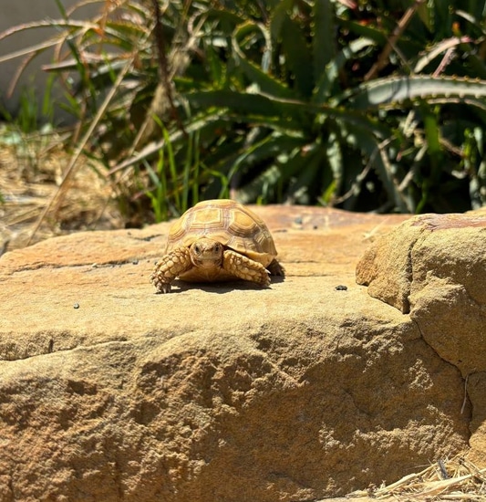 Ivory Sulcata Tortoise Hatched June 2024 by The Ivory Sanctuary