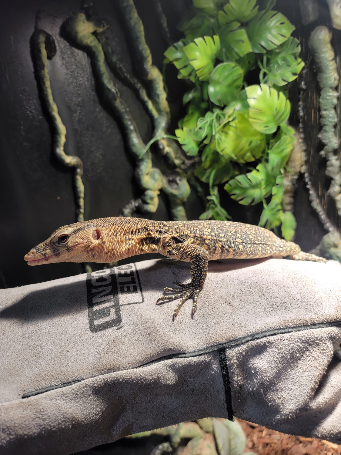 Asain Water Monitor by The Tiny Exotic House - MorphMarket