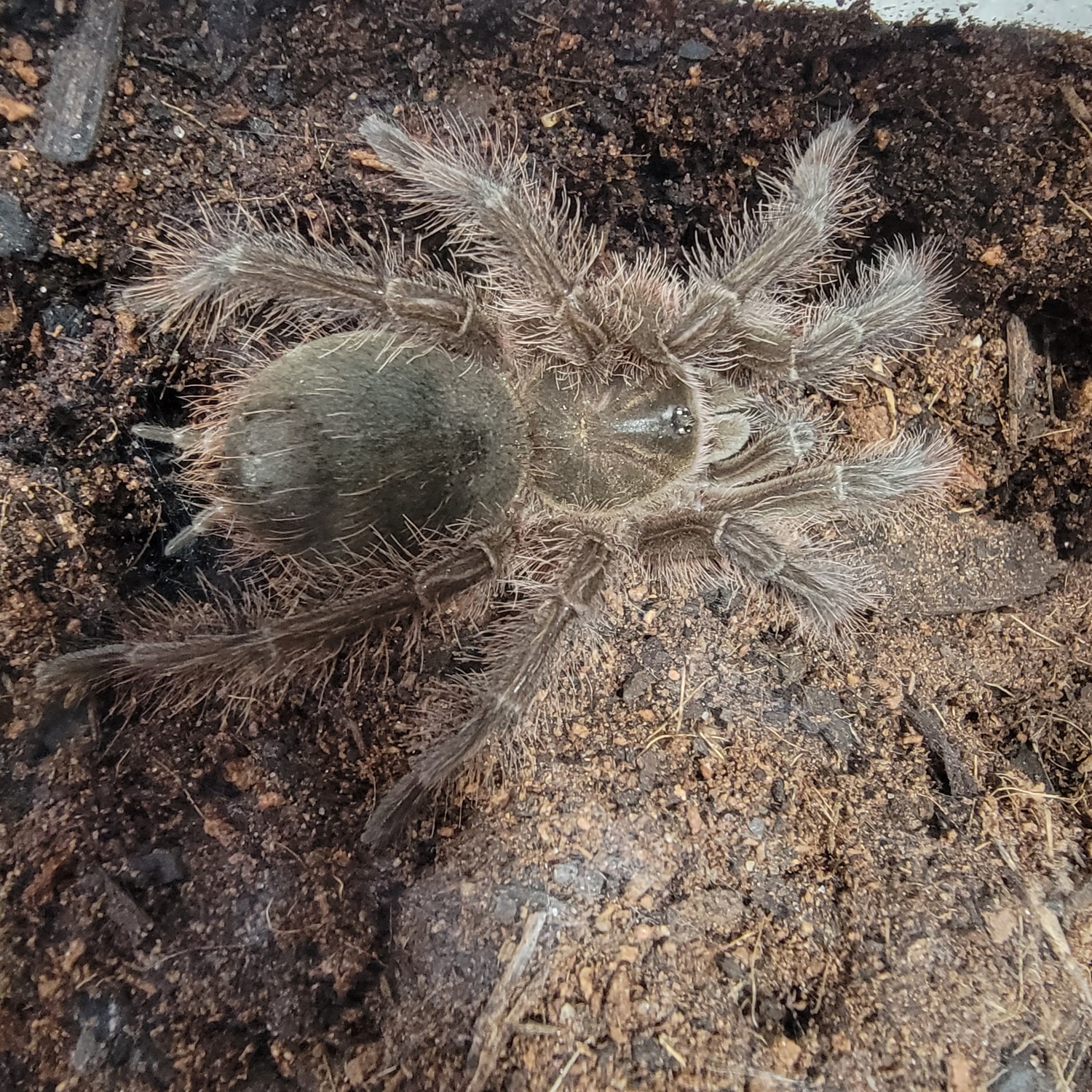Goliath Bird Eater T. Blondi Tarantula by The Tiny Exotic House ...