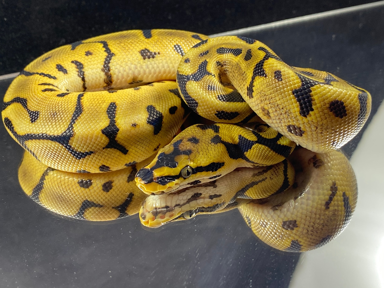 Leopard Yellowbelly Spider Poss Enchi Ball Python by Lazy Wolf Reptiles ...