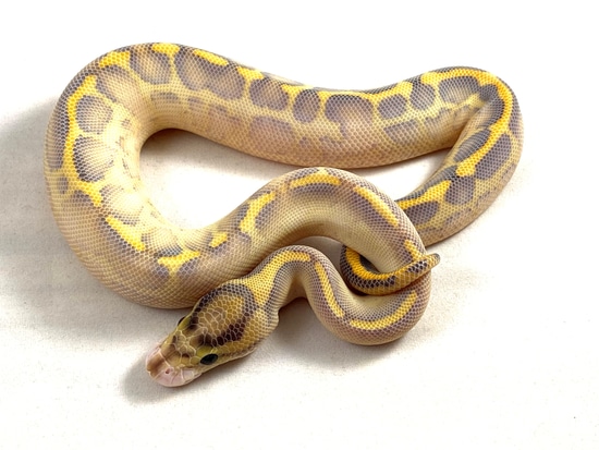 Leopard Ivory Ball Python by Lazy Wolf Reptiles