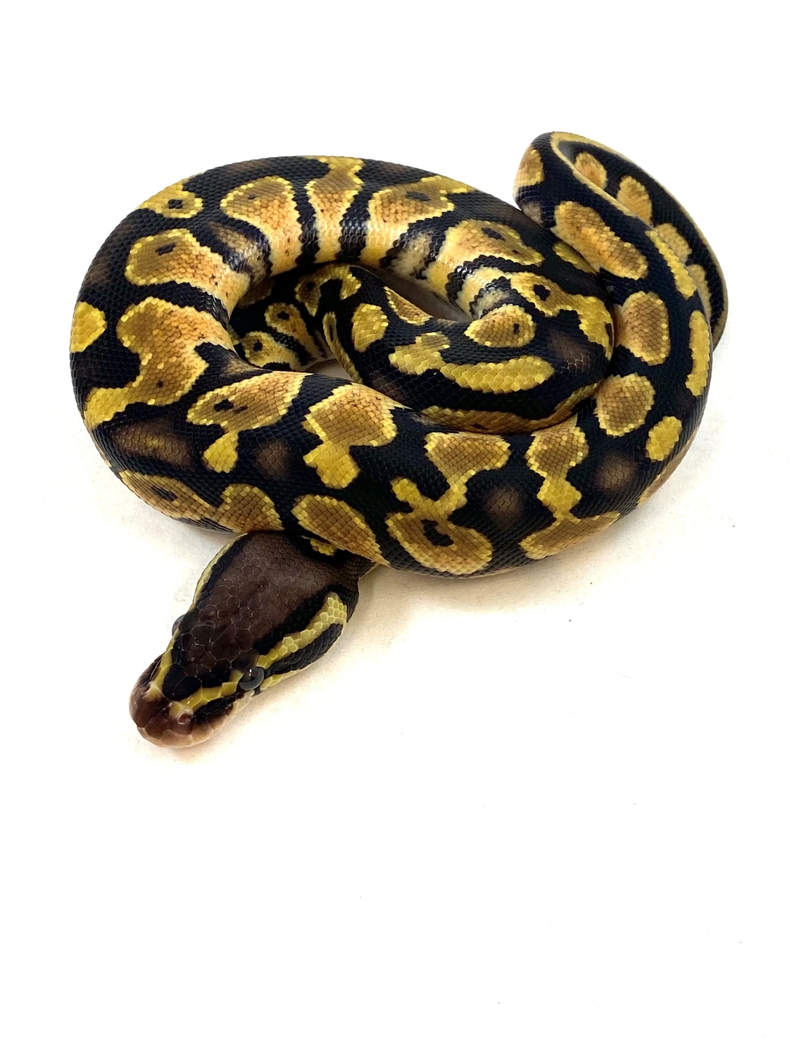 Pastel 100% Het Desert Ghost Ball Python by Lazy Wolf Reptiles ...