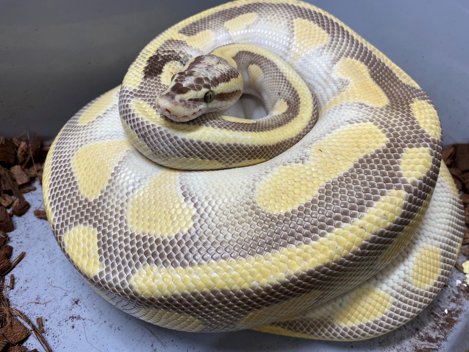 Pastel Butter Enchi Yellowbelly Het Desert Ghost Ball Python by Lazy ...