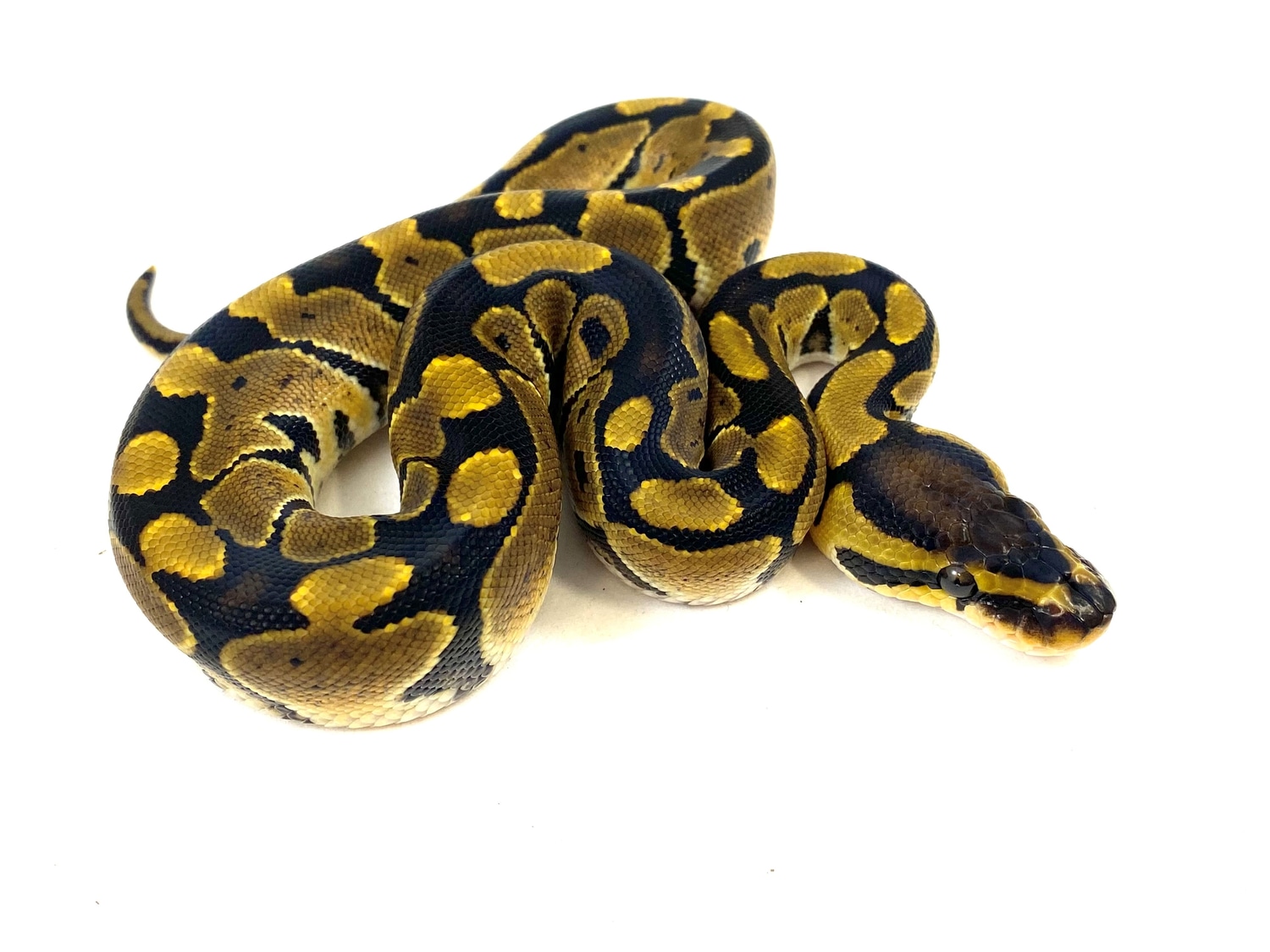 SALE***Enchi Poss Spotnose 100% Het Clown Ball Python by Lazy Wolf ...