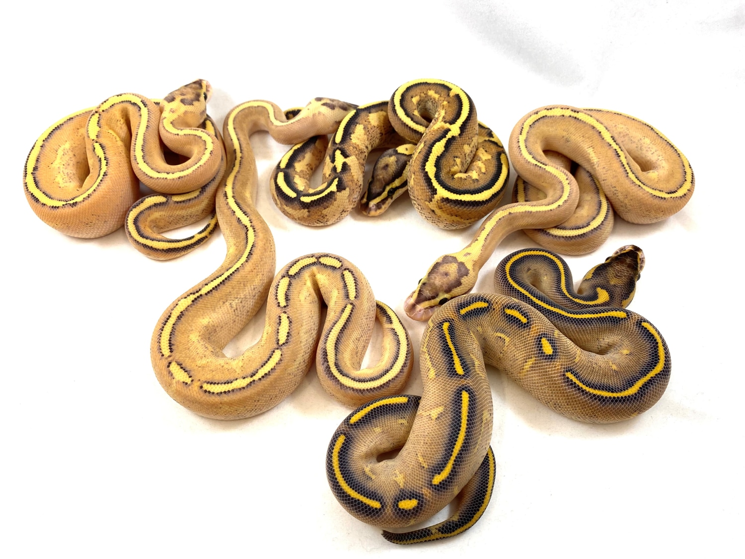 Ball Python Clutch: LWR2210 by Lazy Wolf Reptiles - MorphMarket