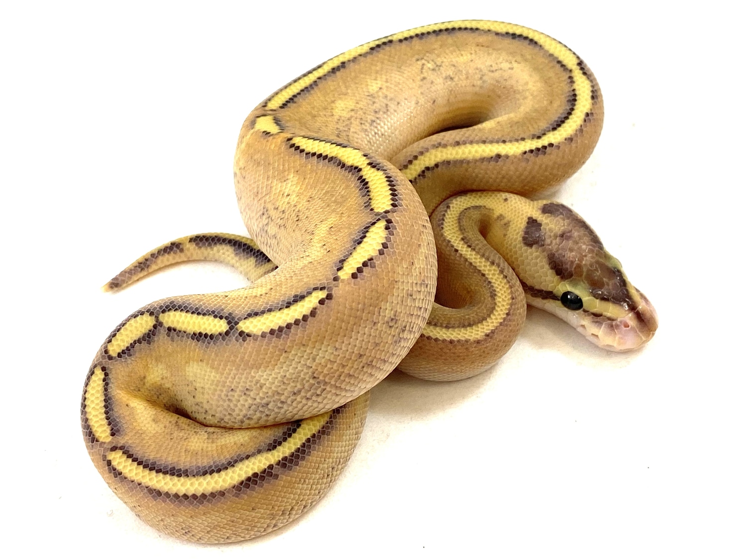 Orange Dream Puma (OD Spark Yellowbelly) Ball Python by Lazy Wolf Reptiles - MorphMarket