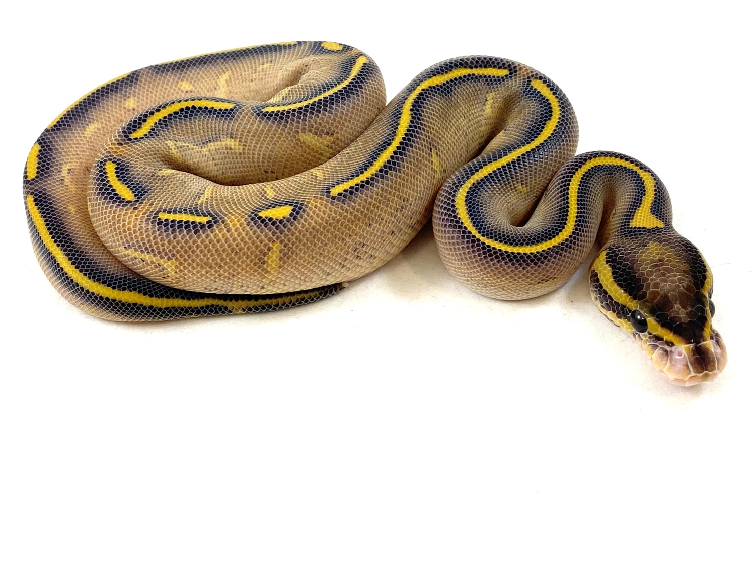 Highway (Dark) Ball Python by Lazy Wolf Reptiles - MorphMarket