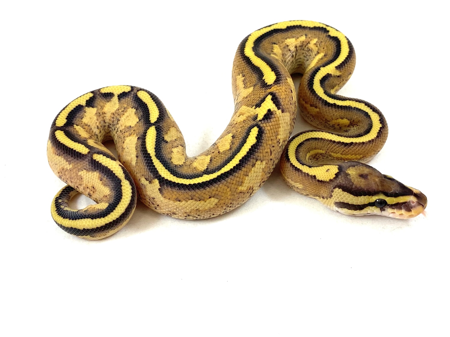 Orange Dream Gravel Spark (OD Bypass) Ball Python by Lazy Wolf Reptiles ...