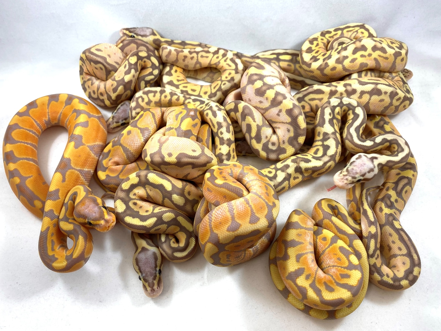 Ball Python Clutch: LWR2211 by Lazy Wolf Reptiles - MorphMarket