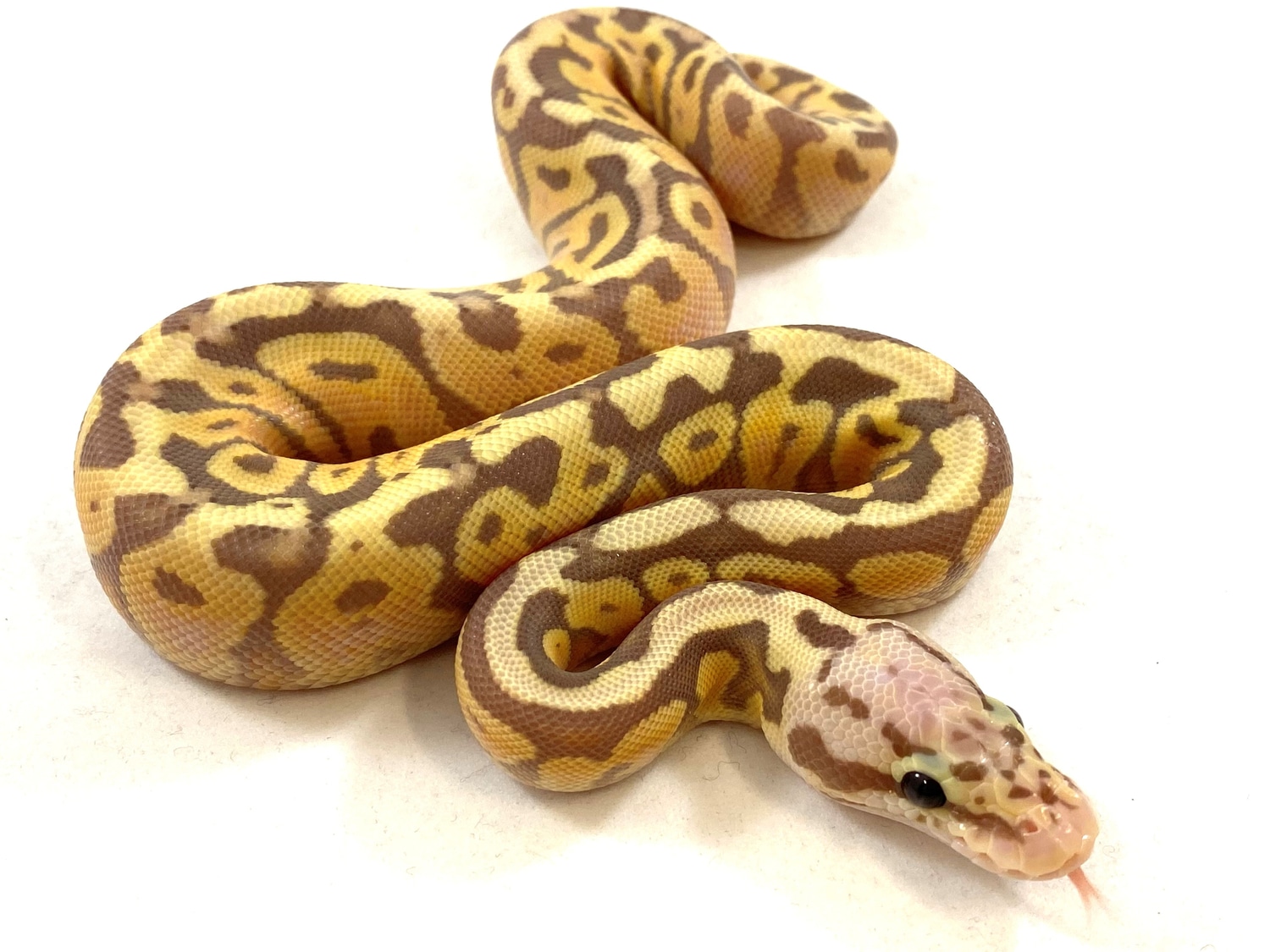 Banana Yellowbelly Pastel Spotnose 100% Het Clown Ball Python by Lazy ...