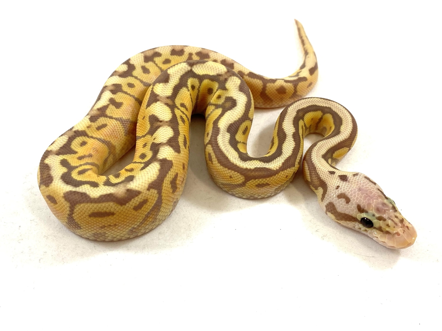 Banana Yellowbelly Spotnose Pastel 100% Het Clown Ball Python by Lazy ...